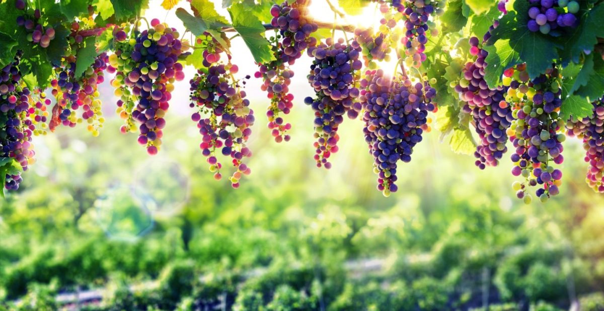 Researchers Review Grape Cultivation Adaptation Strategies in Yamanashi ...